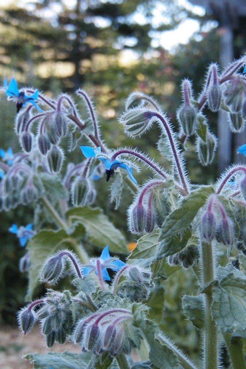 Why Gardeners Are Falling in Love with Borage - And You Will Too ...