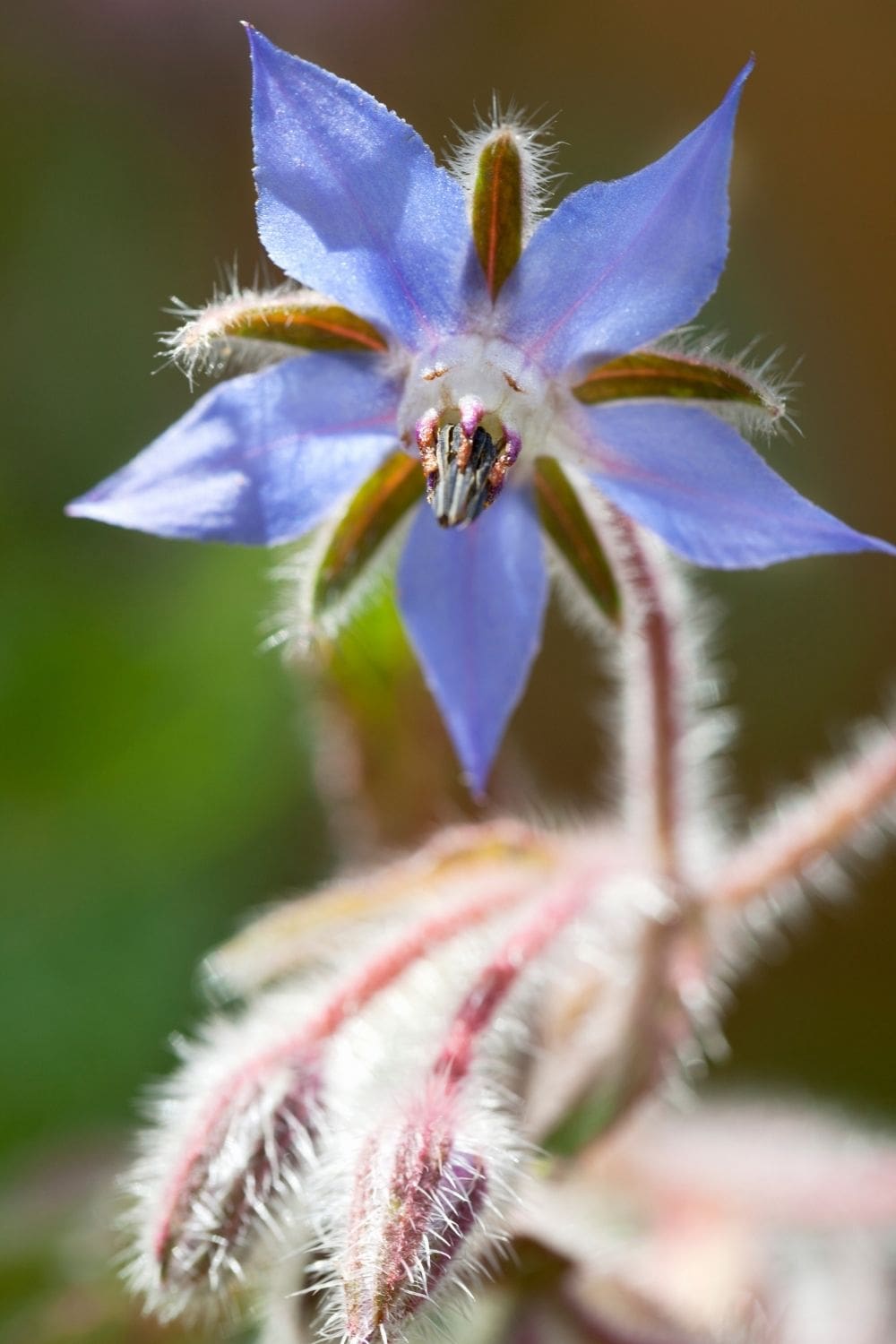 Why Gardeners Are Falling in Love with Borage - And You Will Too ...