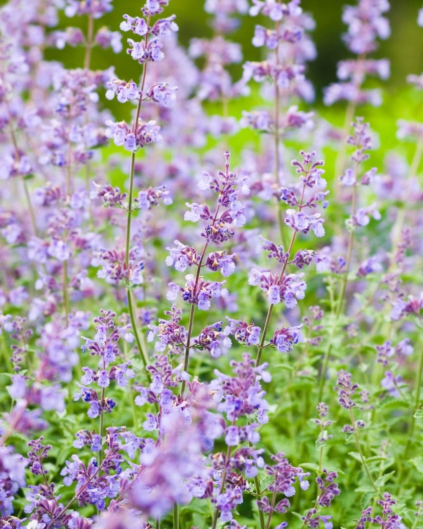 The 22 Longest-Blooming Perennial Flowers for Lasting Beauty
