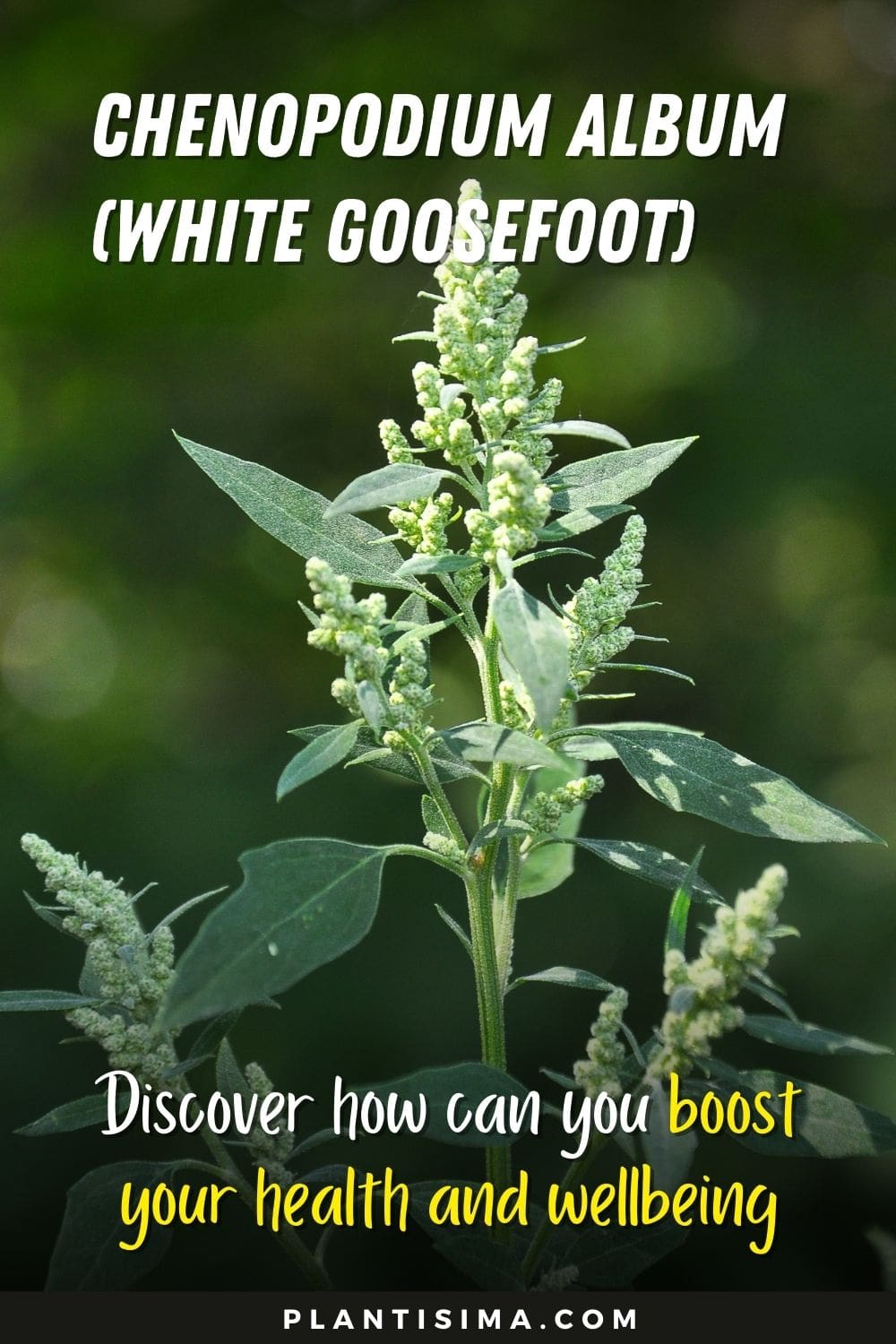Discover How Chenopodium Album (White Goosefoot) Can Boost Your Health ...