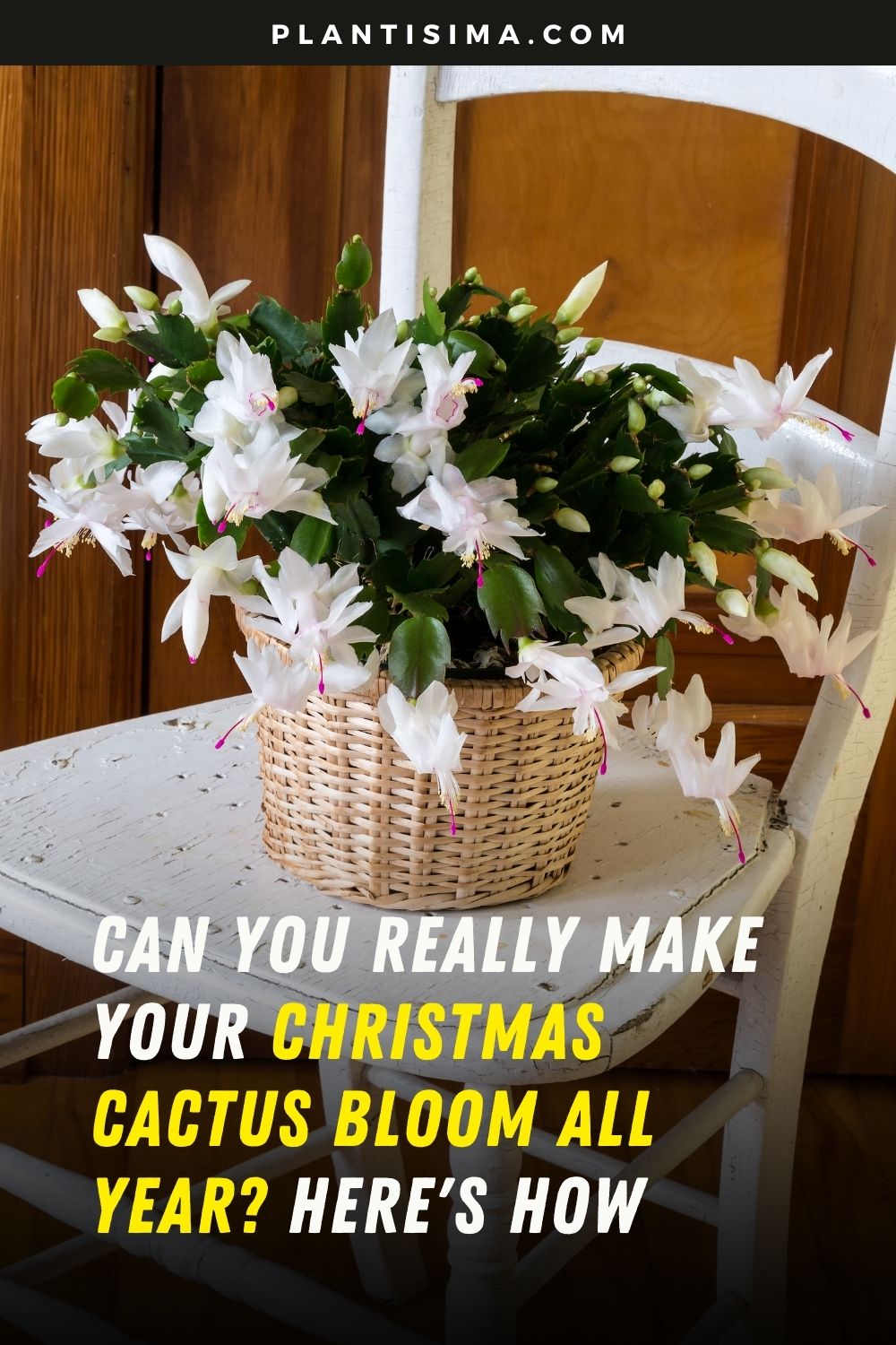 Can You Really Make Your Christmas Cactus Bloom All Year? Here's How