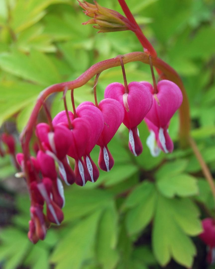 The 22 Longest-Blooming Perennial Flowers for Lasting Beauty