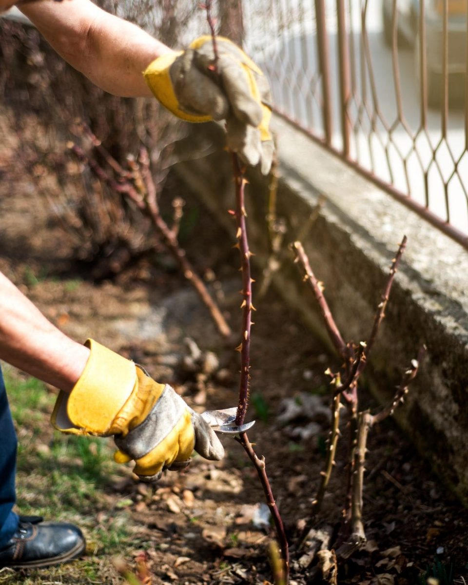 Follow These 5 Steps to Properly Prune Your Roses - Plantisima