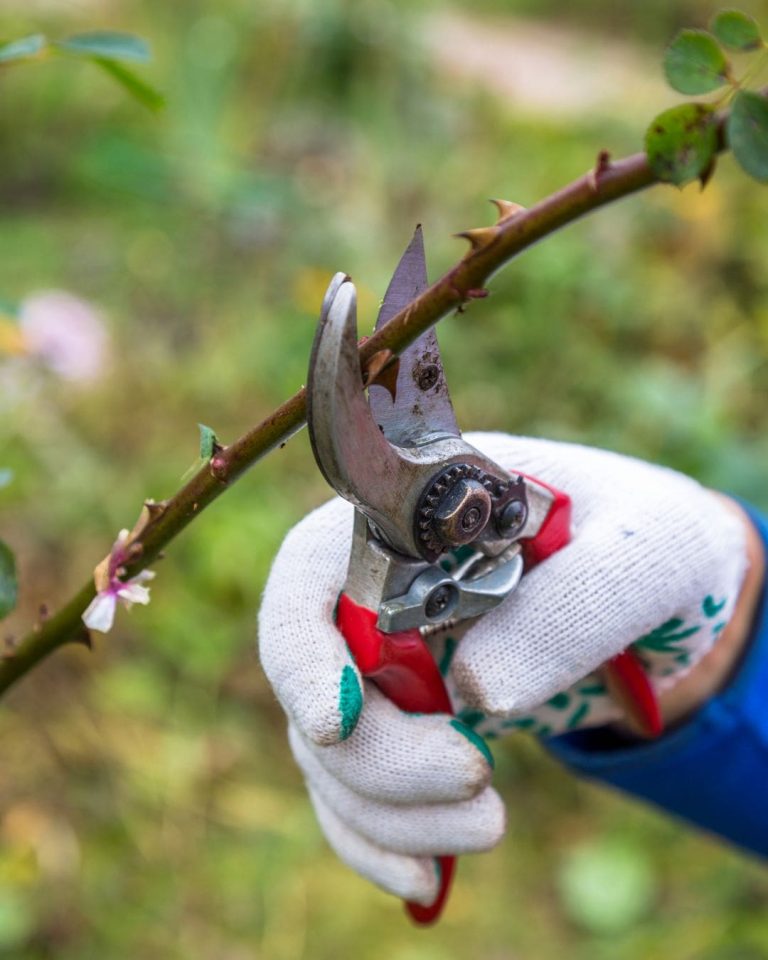 Follow These 5 Steps to Properly Prune Your Roses - Plantisima