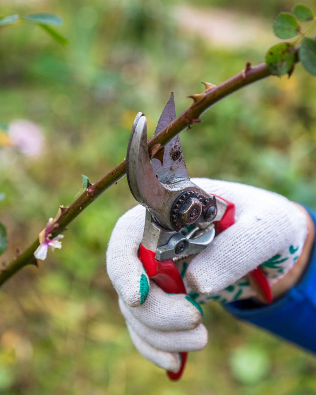 Follow These 5 Steps to Properly Prune Your Roses - Plantisima