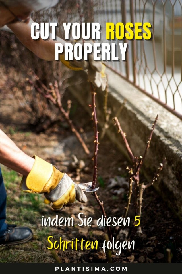 Follow These 5 Steps to Properly Prune Your Roses - Plantisima