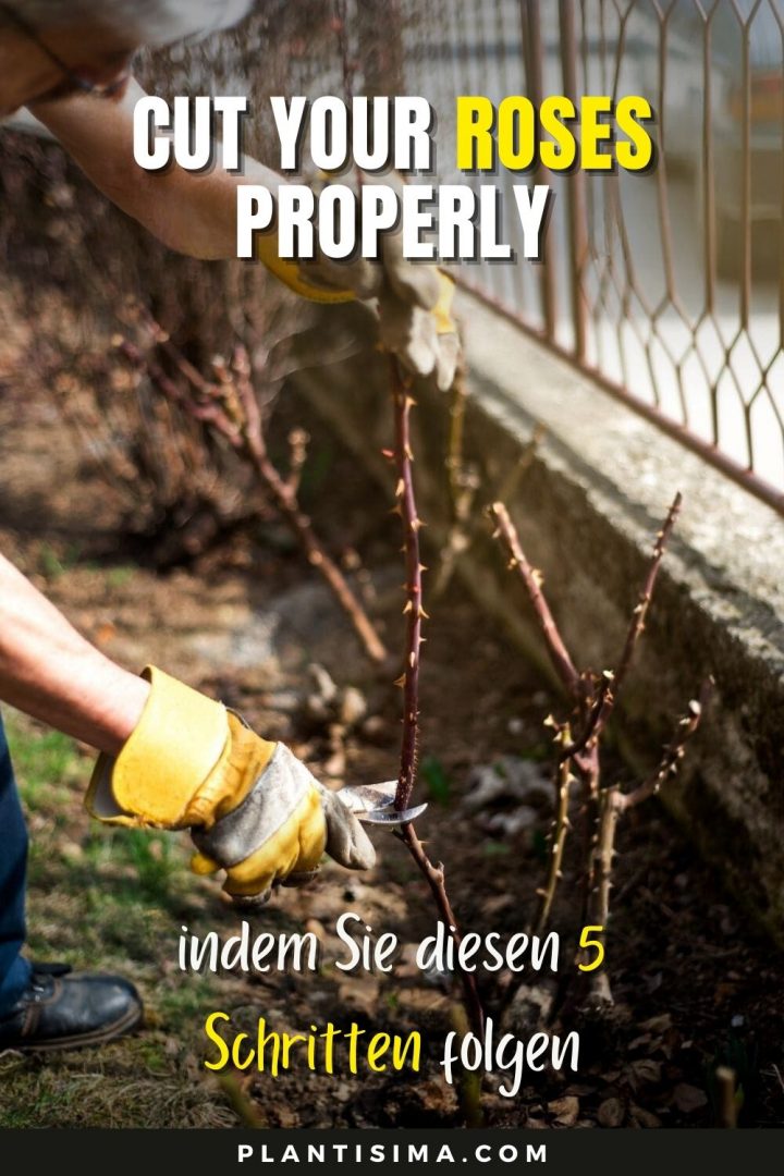 Follow These 5 Steps to Properly Prune Your Roses - Plantisima