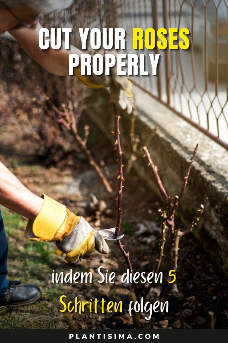 Follow These 5 Steps to Properly Prune Your Roses - Plantisima