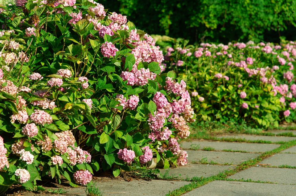 Looking for Privacy? These 14 Shrubs Grow Fast and Block Views - Plantisima