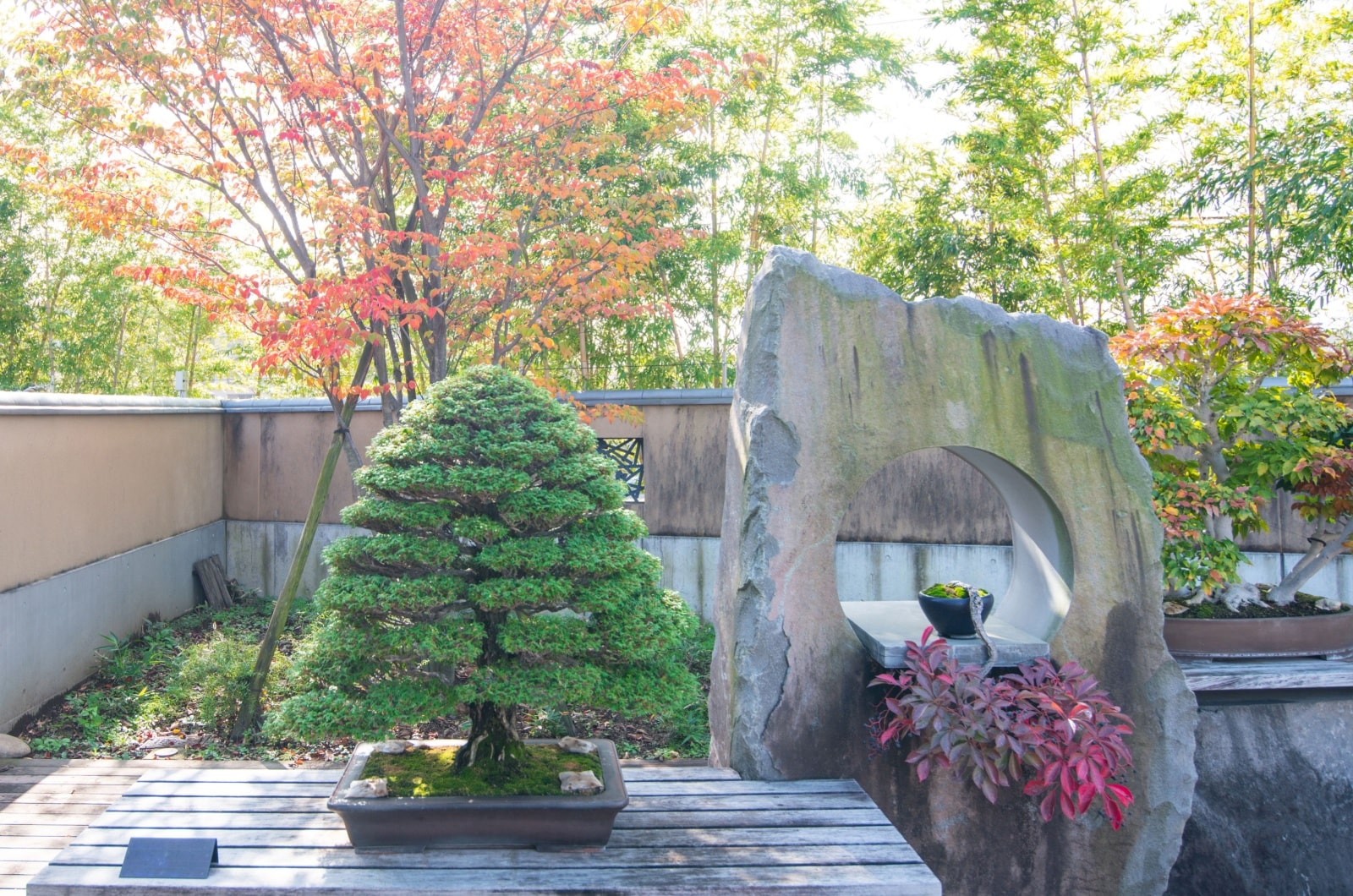 Create a Miniature Forest in Your Backyard with These 10 Potted Tree ...