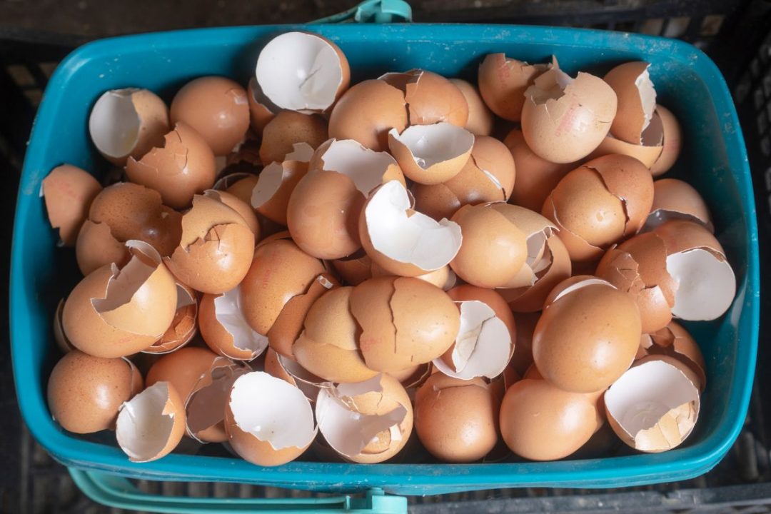 Here’s Why You Should Hang a Mesh Bag of Eggshells in Your Garden ...