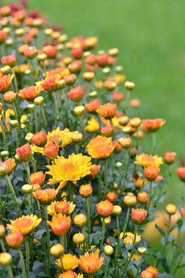 When Should You Plant Your Fall Mums? Discover the Perfect Timing ...