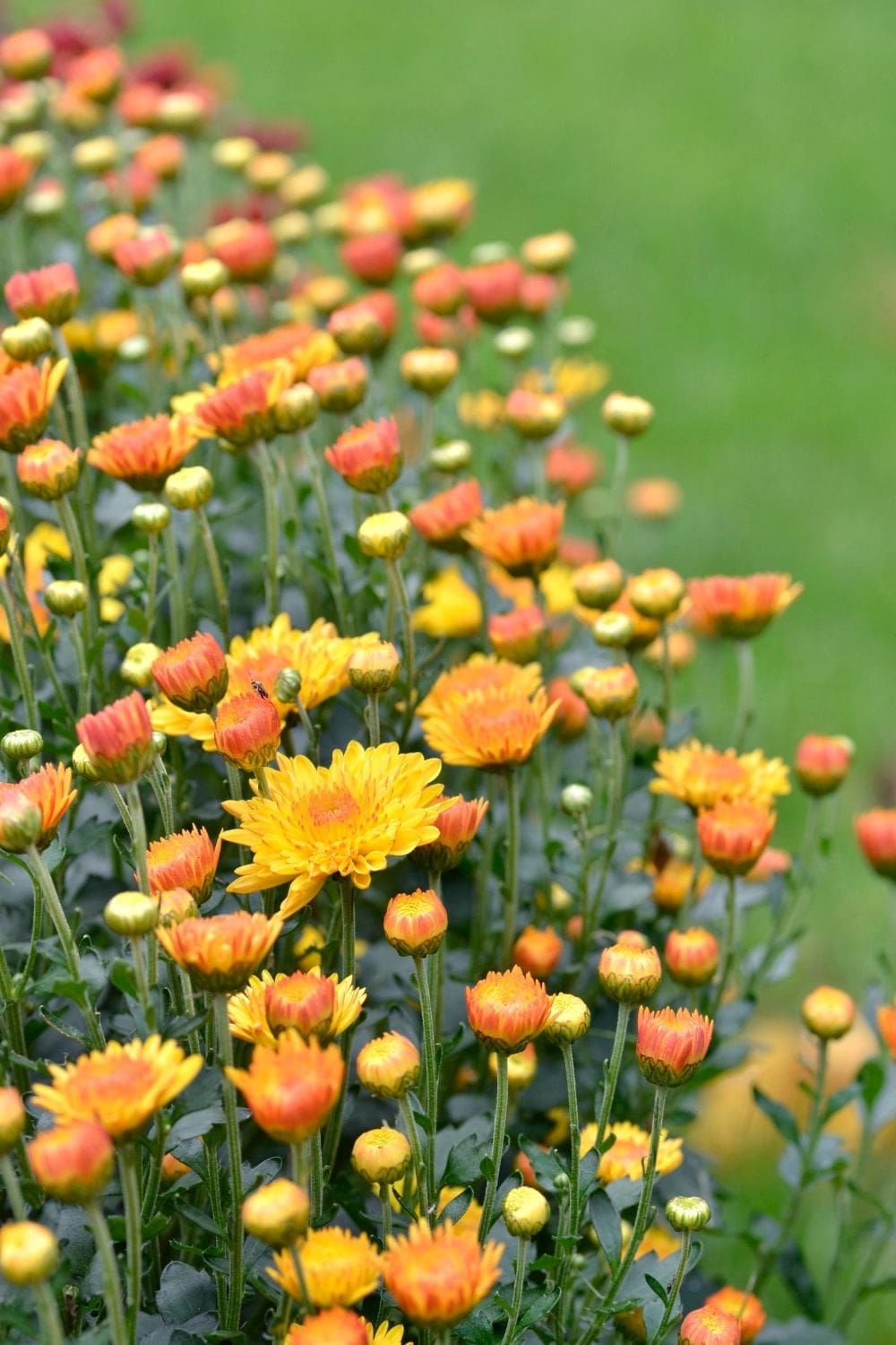 When Should You Plant Your Fall Mums? Discover the Perfect Timing ...