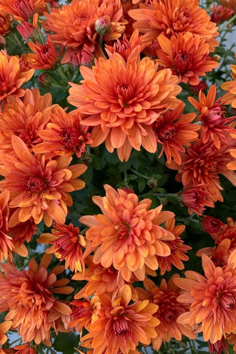When Should You Plant Your Fall Mums? Discover the Perfect Timing ...