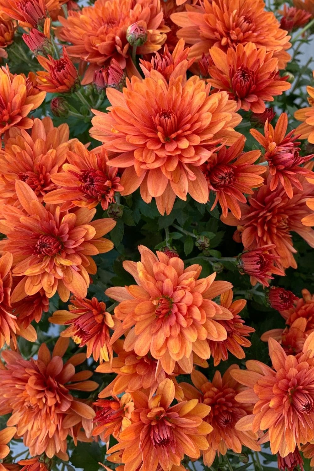 When Should You Plant Your Fall Mums? Discover the Perfect Timing ...
