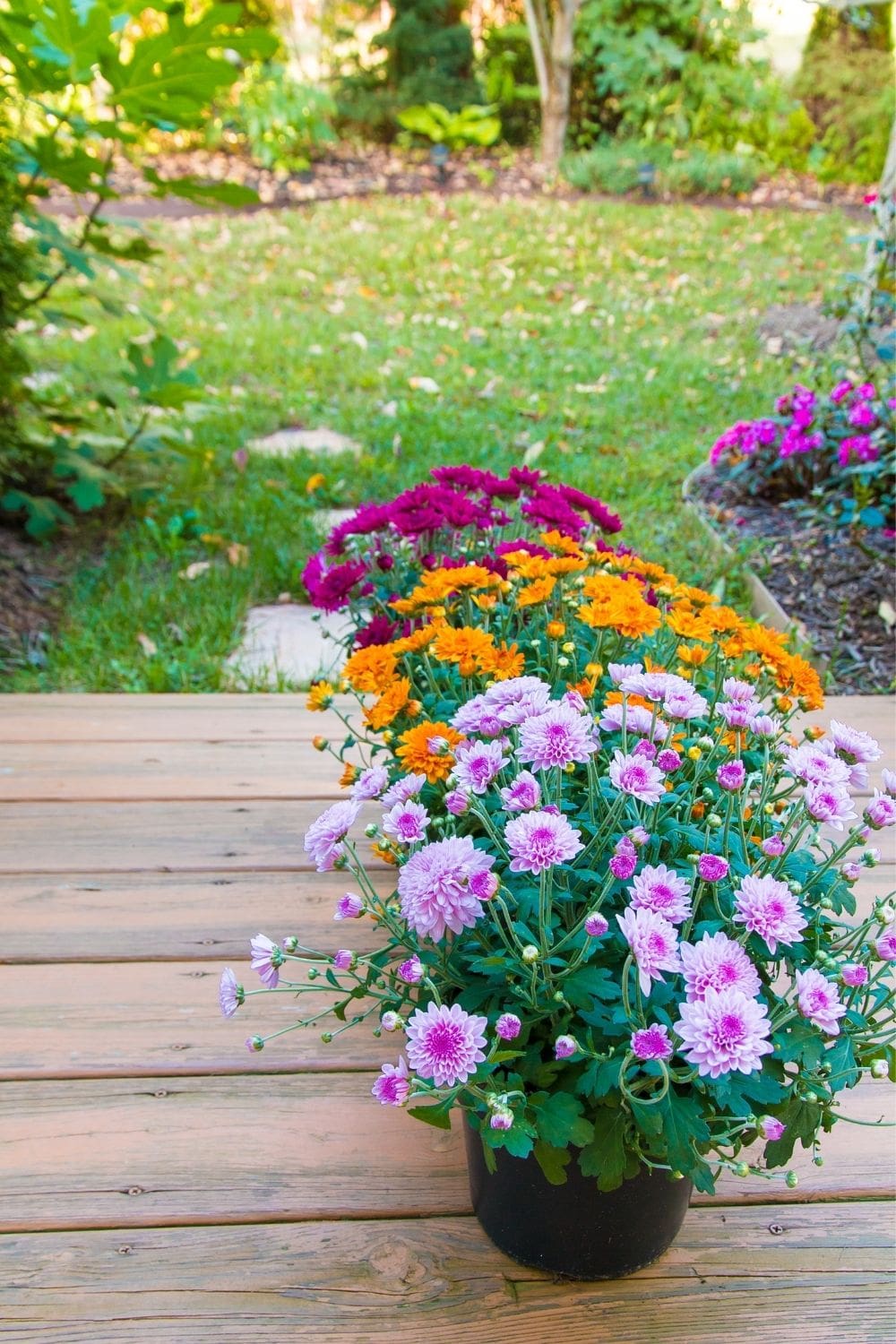 When Should You Plant Your Fall Mums? Discover the Perfect Timing ...