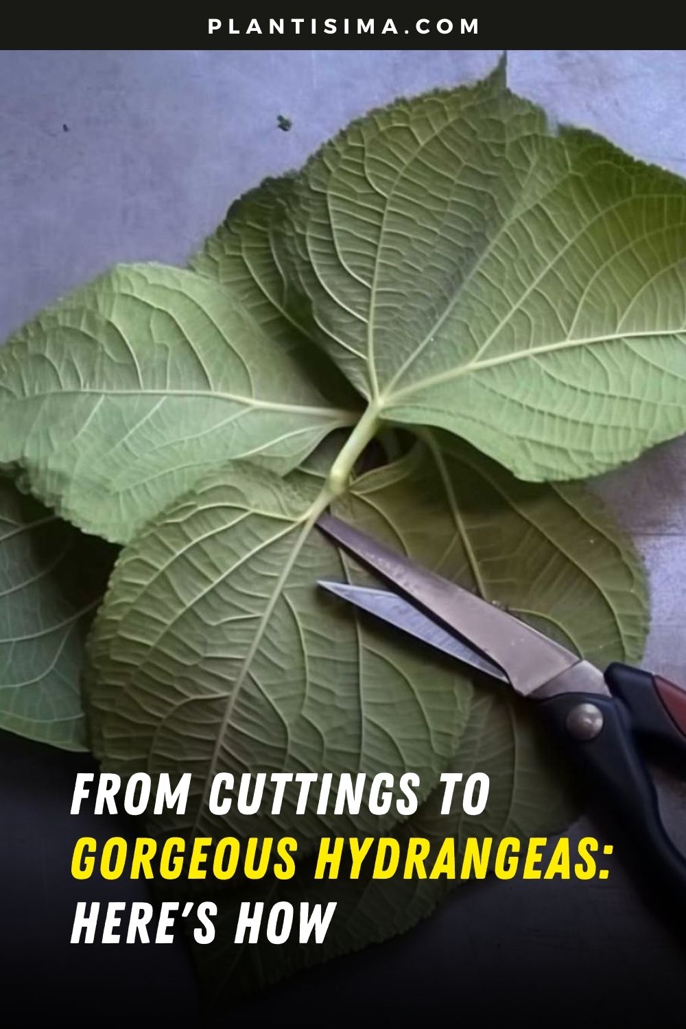 From Cuttings to Gorgeous Hydrangeas: Here's How - Plantisima