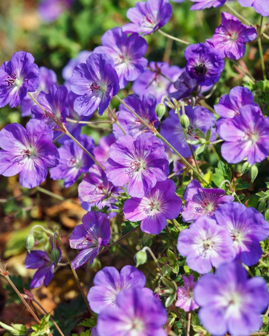 The 22 Longest-Blooming Perennial Flowers for Lasting Beauty