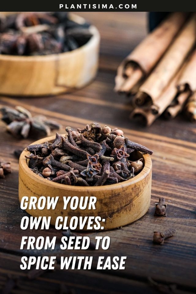 Grow Your Own Cloves: From Seed to Spice with Ease - Plantisima