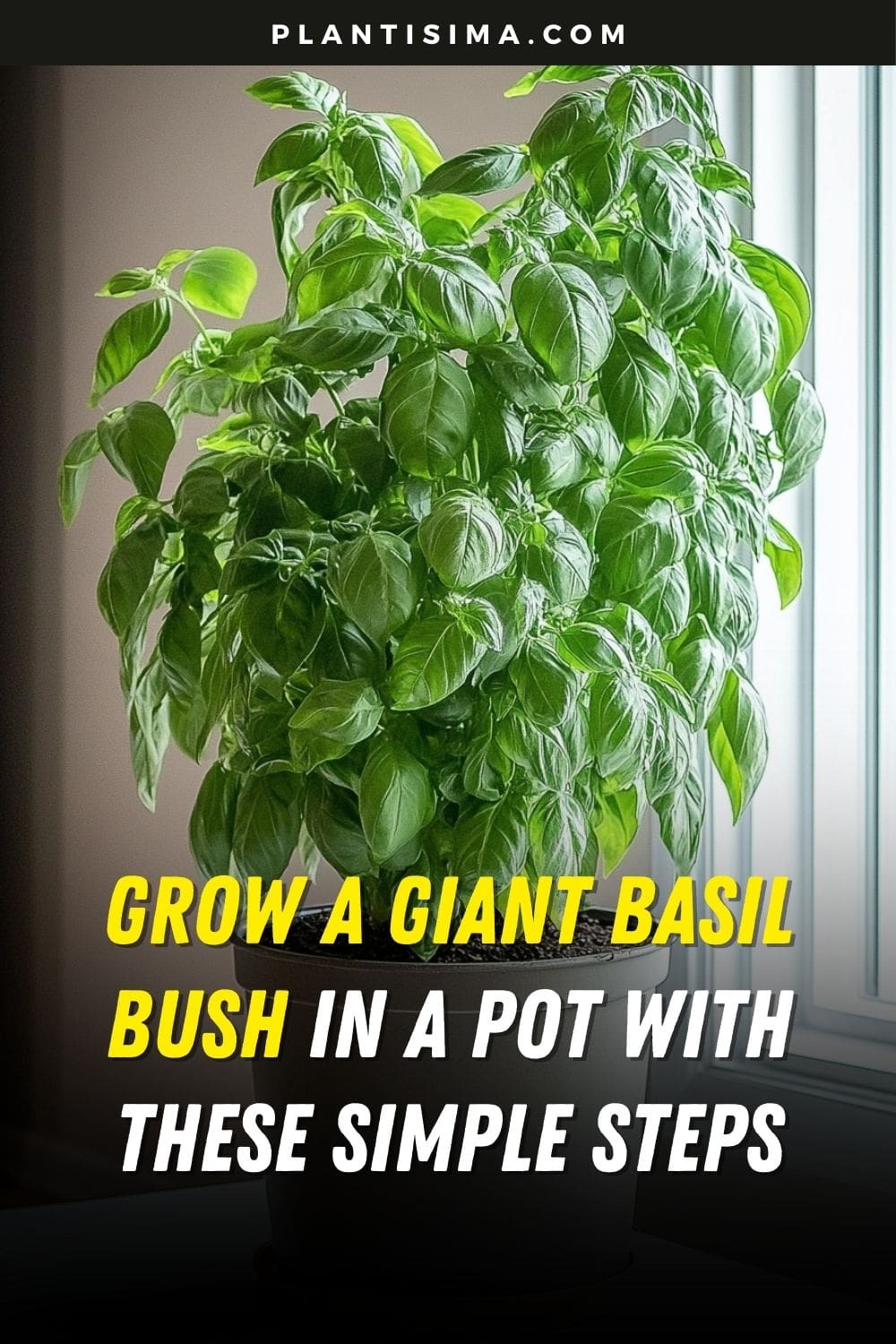 Grow a Giant Basil Bush in a Pot with These Simple Steps - Plantisima