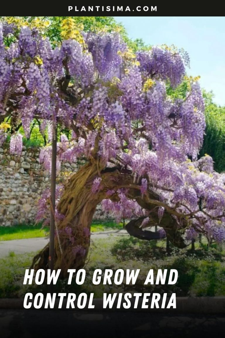 How To Grow And Control Wisteria - Plantisima