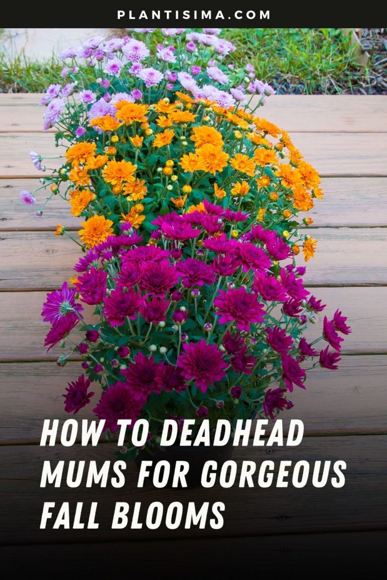 How to Deadhead Mums for Gorgeous Fall Blooms