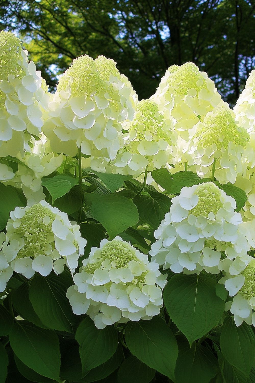 Is It Possible to Keep Your Garden Colorful All Fall Long? These 7 ...