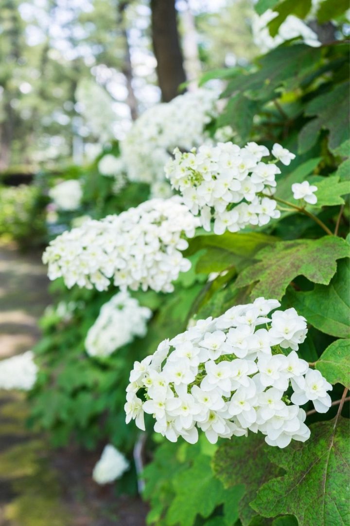 Is It Possible to Keep Your Garden Colorful All Fall Long? These 7 ...