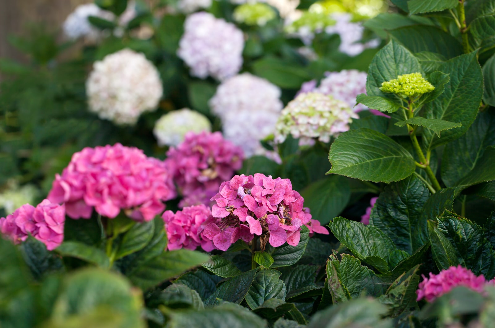 From Cuttings to Gorgeous Hydrangeas: Here's How - Plantisima