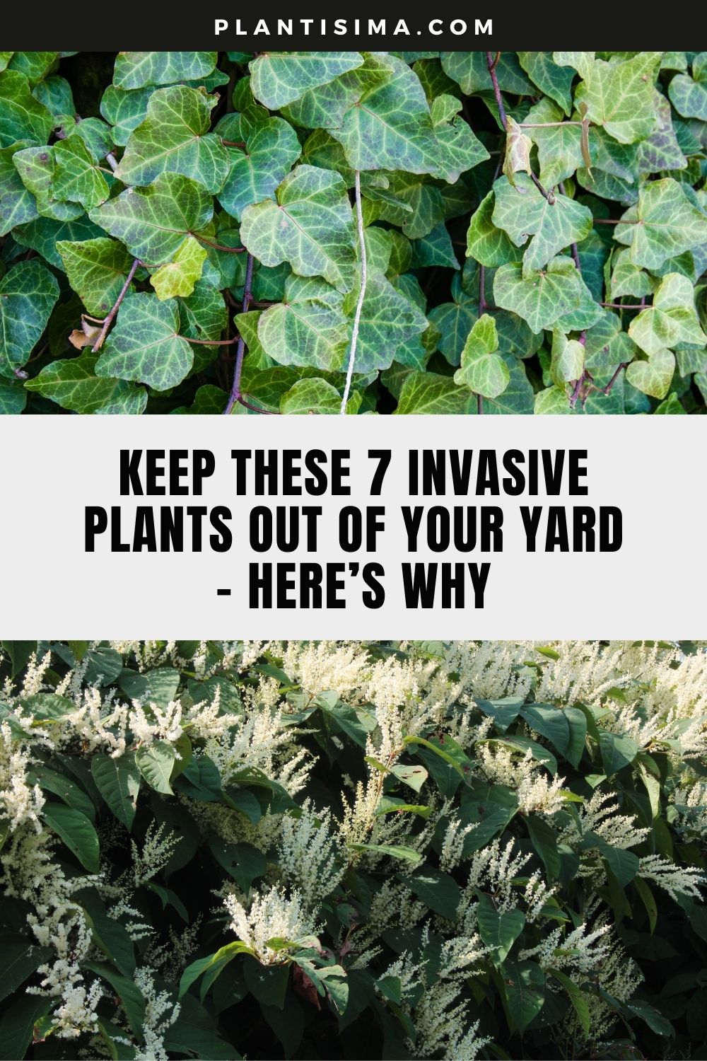 Keep These 7 Invasive Plants Out of Your Yard - Here’s Why