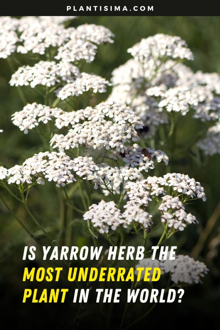 Is Yarrow Herb the Most Underrated Plant in the World? Discover Its Uses