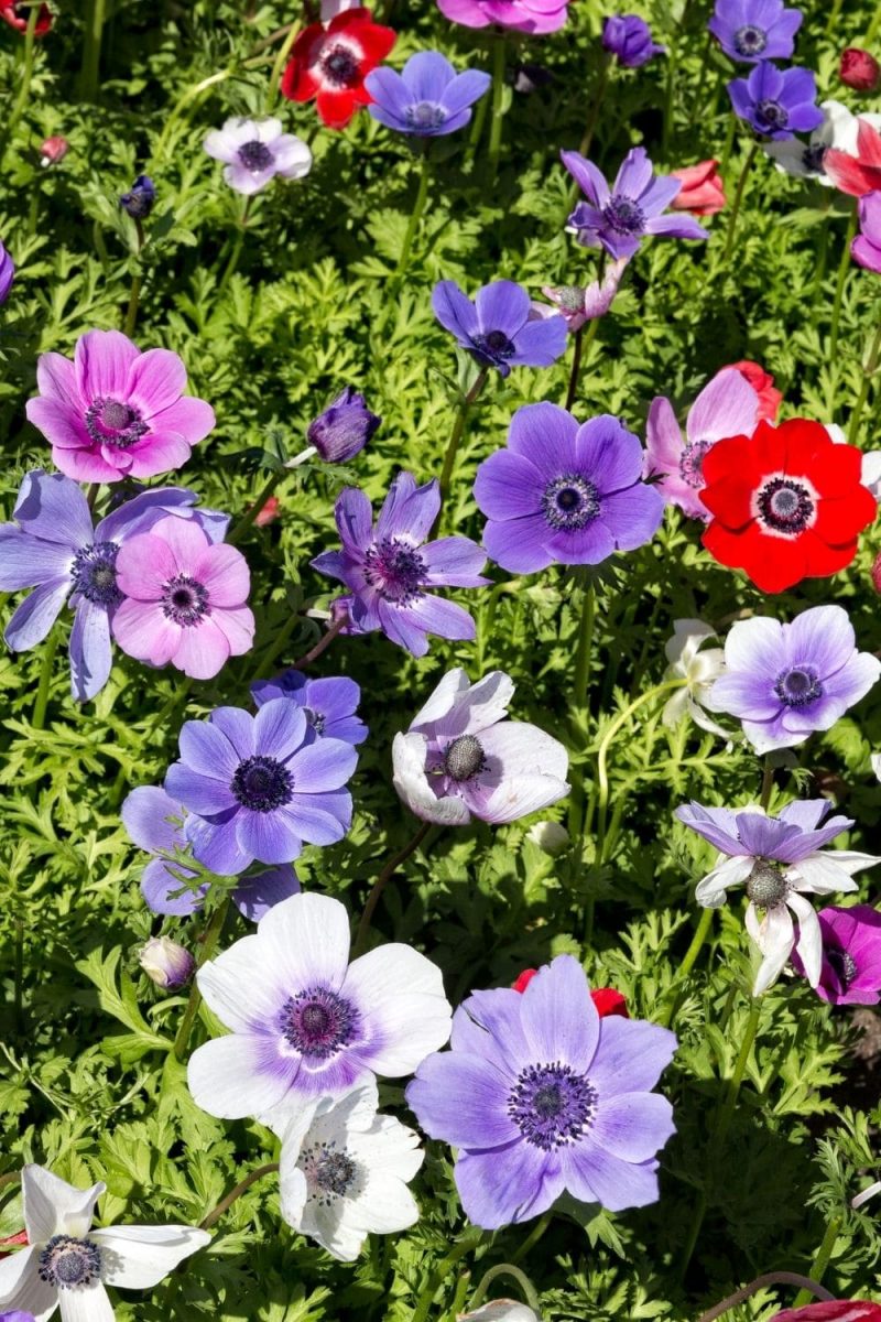 Discover the Joy of Growing Fall-Blooming Japanese Anemones