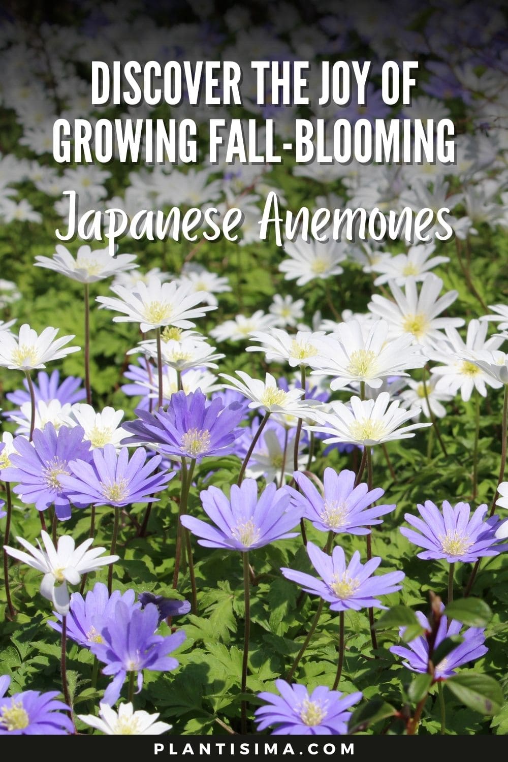 Discover the Joy of Growing Fall-Blooming Japanese Anemones