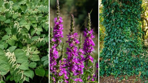 Keep These 10 Invasive Plants Out of Your Yard - Here’s Why