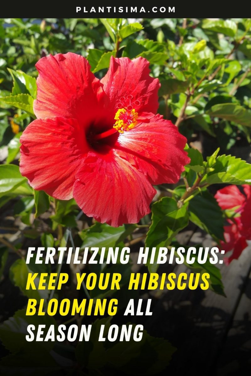 Fertilizing Hibiscus: Keep Your Hibiscus Blooming All Season Long ...