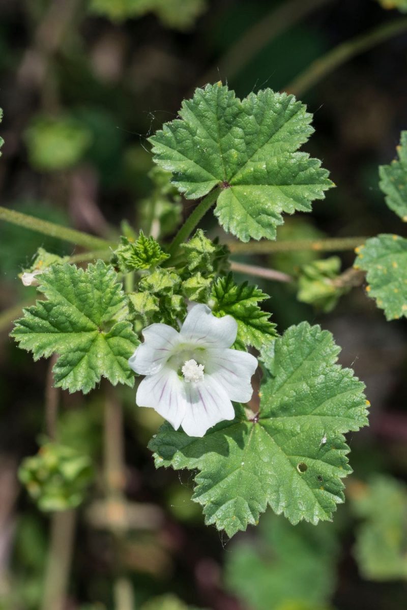 Think Traditional Herbs Like Malva Neglecta and Malva Sylvestris Are ...