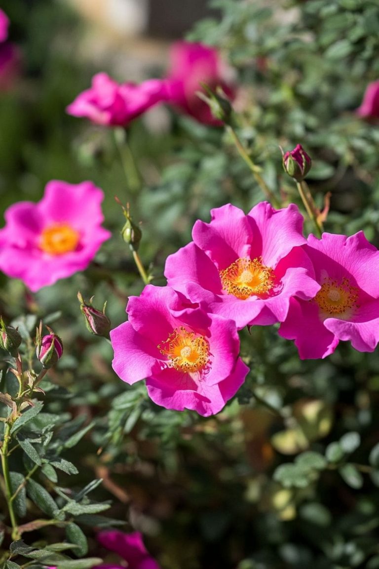 Some Say Direct Sowing Is Best - Here Are 10 Flower Seeds to Prove It ...