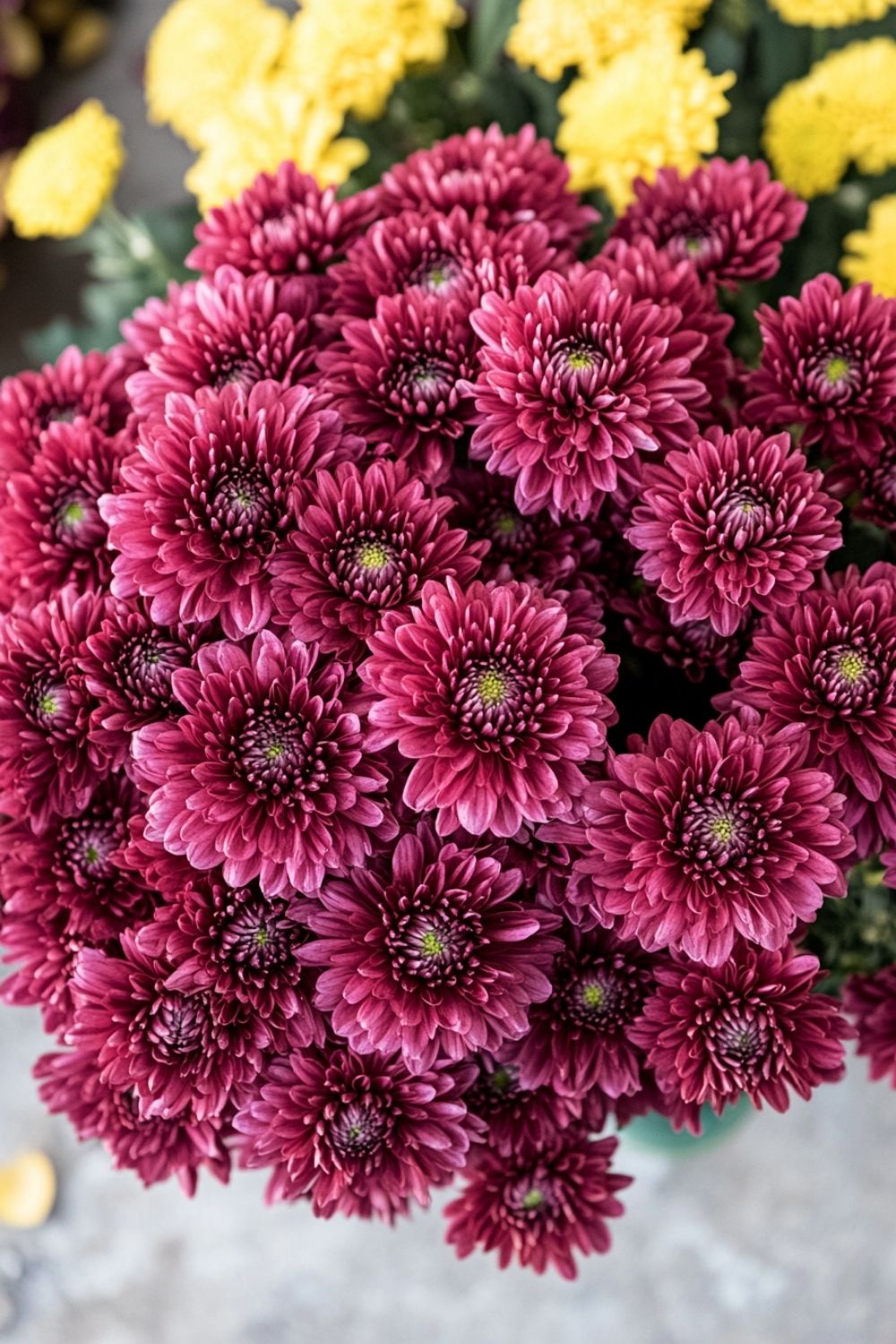 How to Deadhead Mums for Gorgeous Fall Blooms