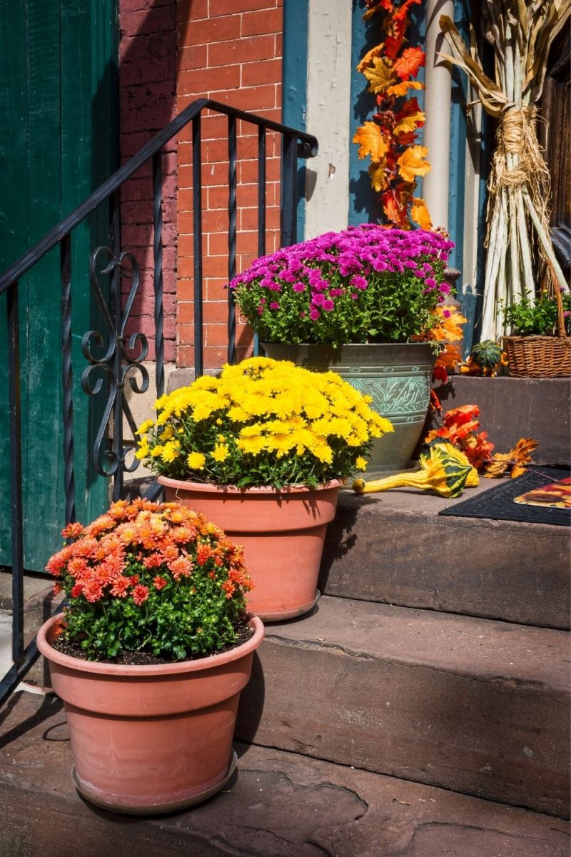 How to Deadhead Mums for Gorgeous Fall Blooms