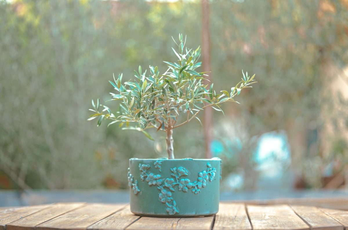 Create a Miniature Forest in Your Backyard with These 10 Potted Tree ...