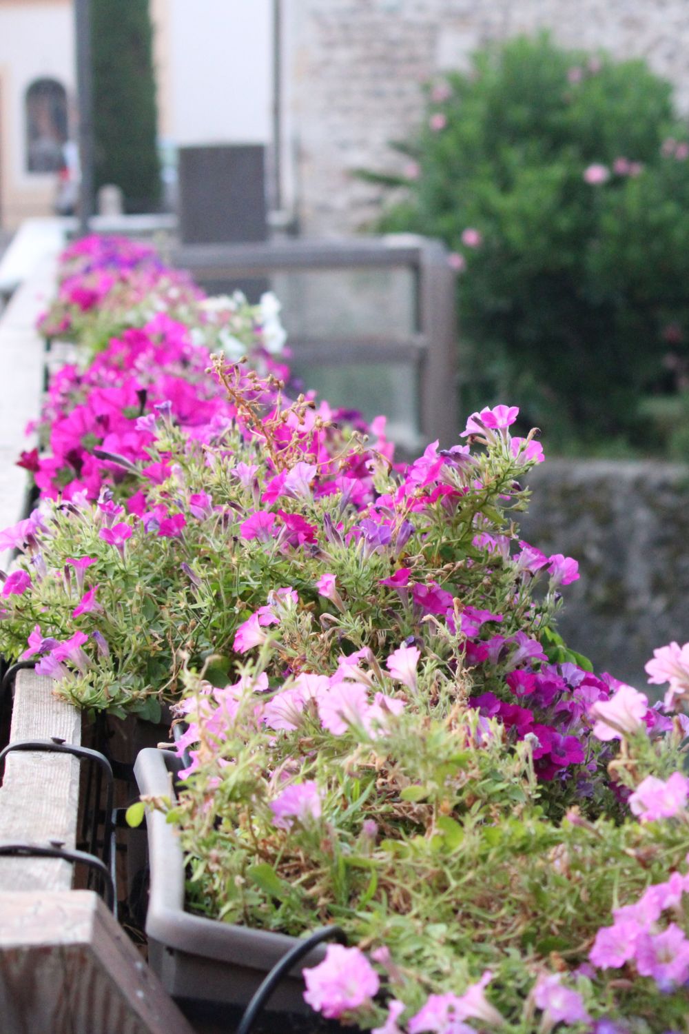 Discover the Meaning Behind Petunias: What Makes Them So Special ...