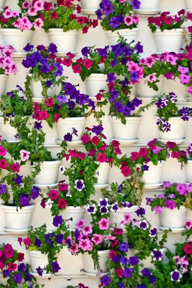 Discover the Meaning Behind Petunias: What Makes Them So Special ...