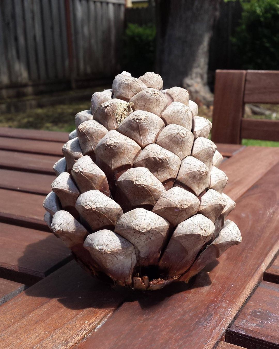 You’ll Never Guess What Will Happen When You Hang a Pine Cone in Your ...
