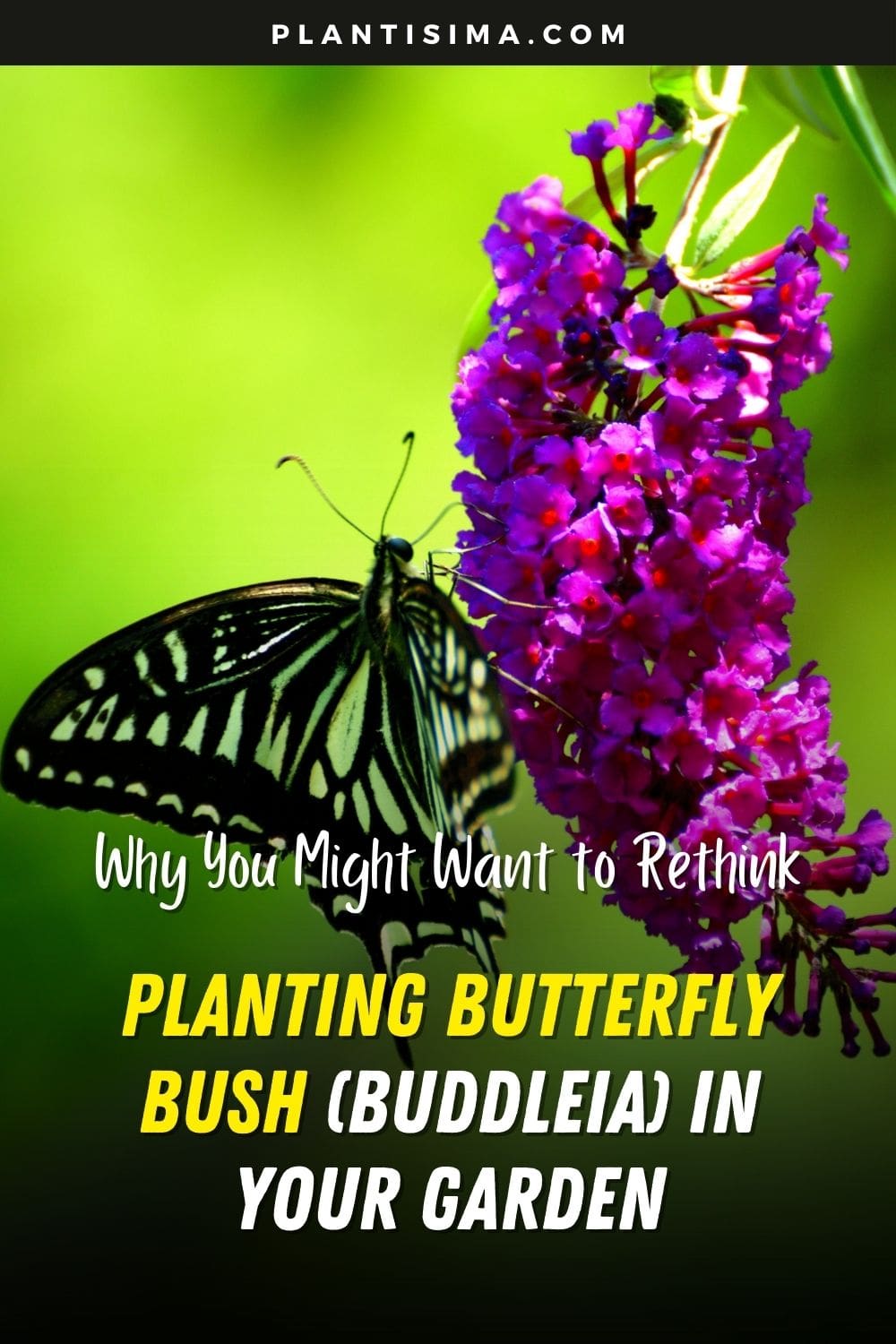 Why You Might Want to Rethink Planting Butterfly Bush (Buddleia) in ...