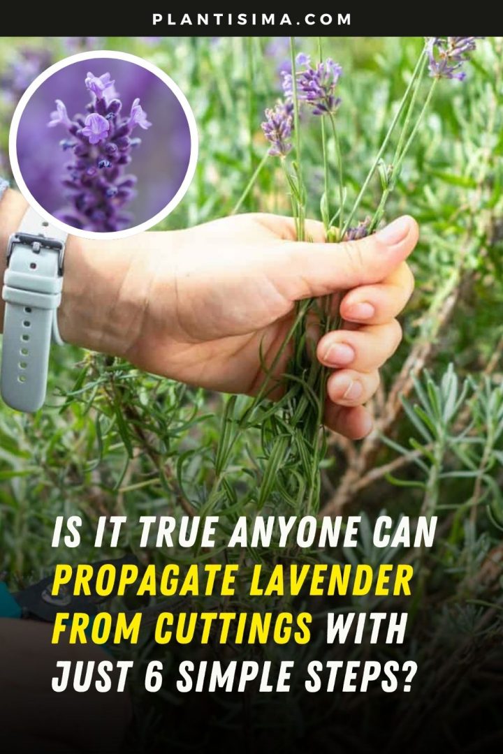 Is It True Anyone Can Propagate Lavender from Cuttings with Just 6 ...