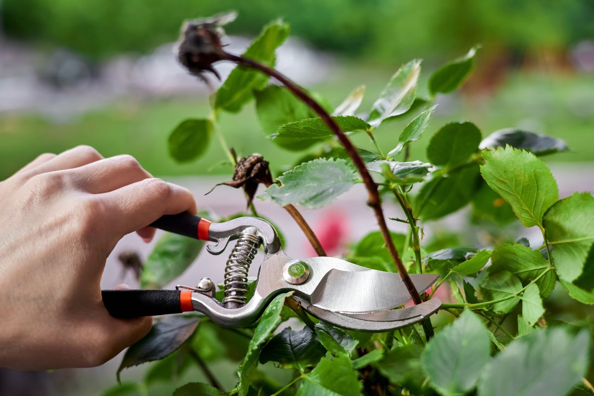 Follow These 5 Steps to Properly Prune Your Roses - Plantisima