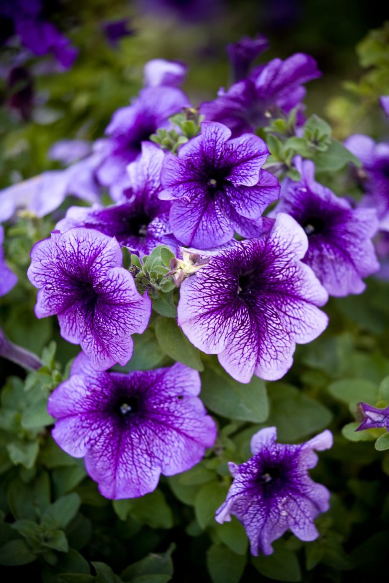 Discover the Meaning Behind Petunias: What Makes Them So Special ...