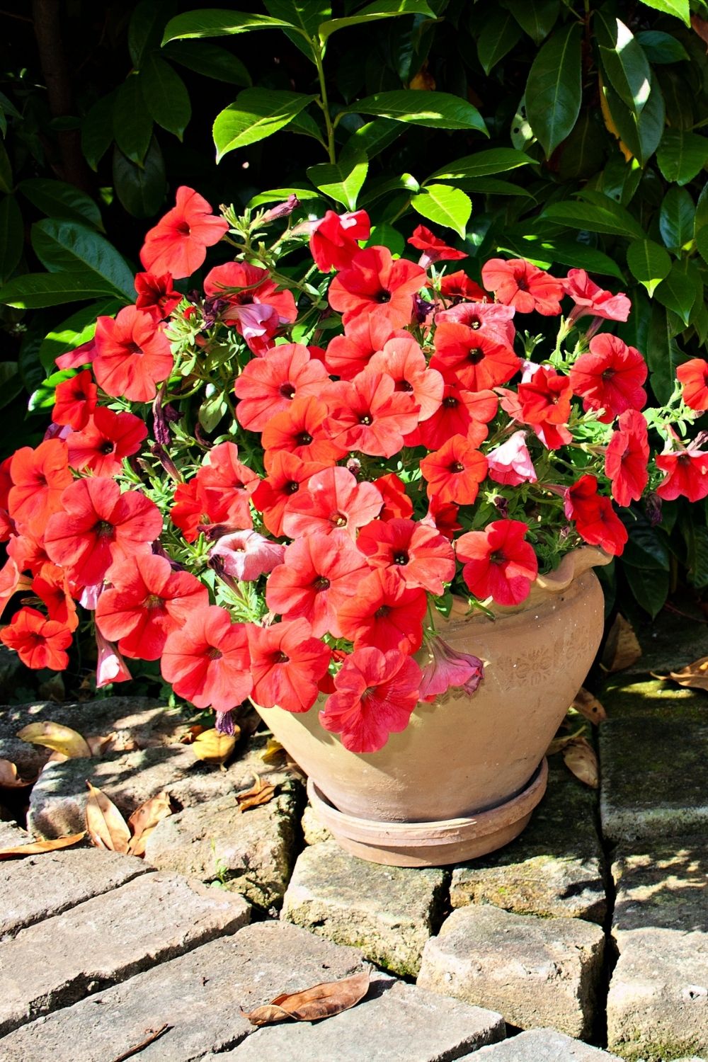 Discover the Meaning Behind Petunias: What Makes Them So Special ...