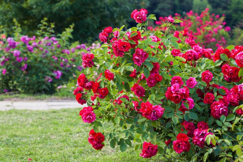 Looking for Privacy? These 14 Shrubs Grow Fast and Block Views - Plantisima