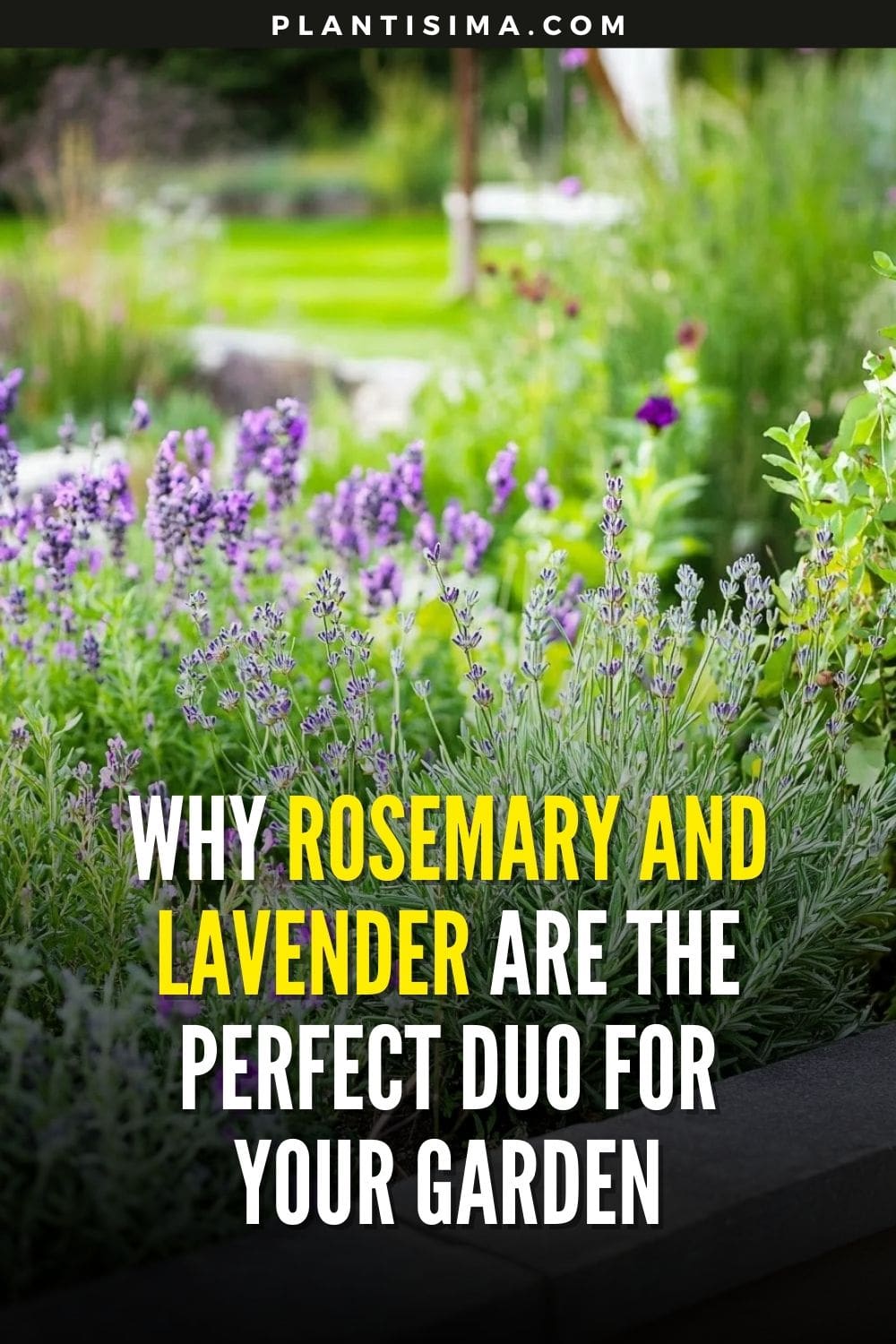 Why Rosemary and Lavender Are the Perfect Duo for Your Garden - Plantisima